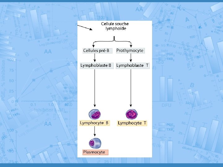 Le sang la lymphe dfenses de lorganisme et