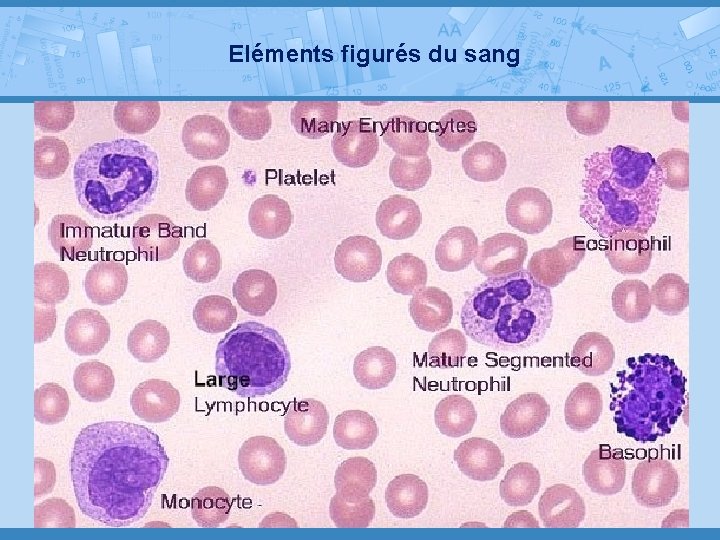 Le sang la lymphe dfenses de lorganisme et