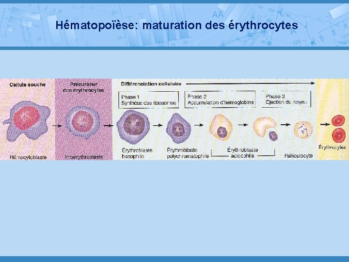 Le sang la lymphe dfenses de lorganisme et