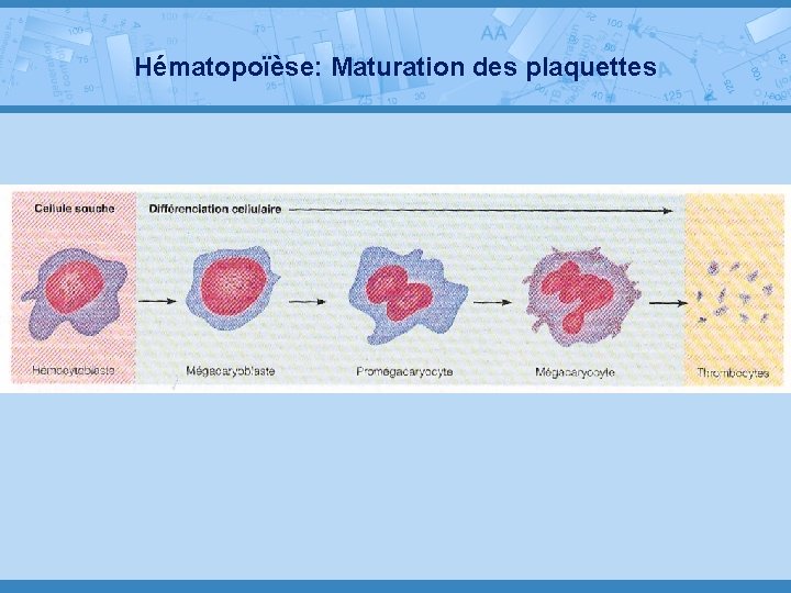 Le sang la lymphe dfenses de lorganisme et