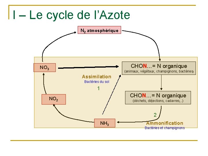 Le cycle de lazote Azote et quelques applications