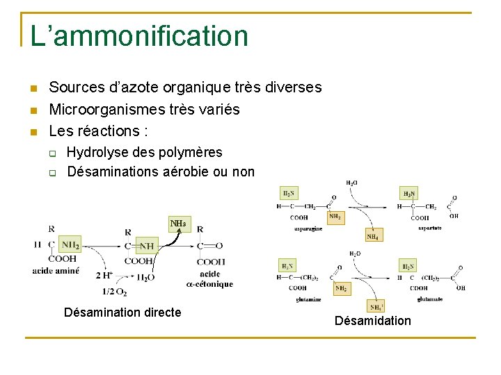 Le cycle de lazote Azote et quelques applications