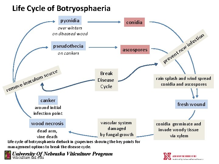 Grape Vine Fungal Trunk Diseases University Of Nebraska
