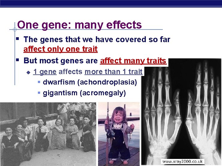 Genetics The Work of Mendel Regents Biology 2007