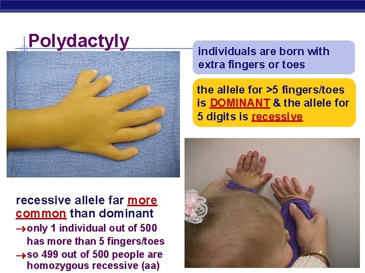 Genetics The Work of Mendel Regents Biology 2007