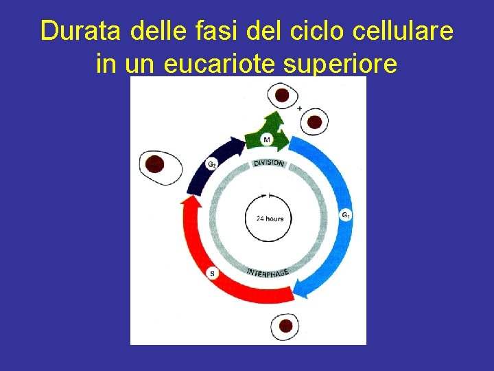 Mitosi ciclo cellulare e sua regolazione Le cellule