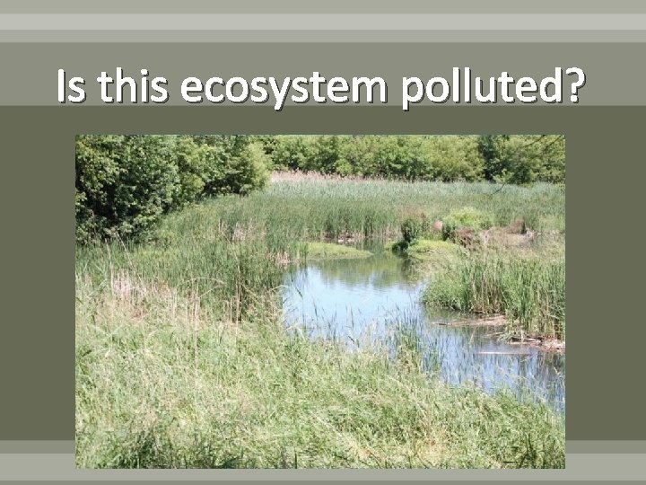 POLLUTION Vocabulary Pollution Sediment Habitat Food chain Ecosystem