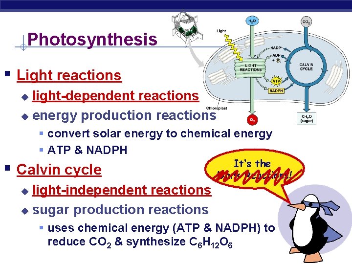 Photosynthesis Life from Light AP Biology How are