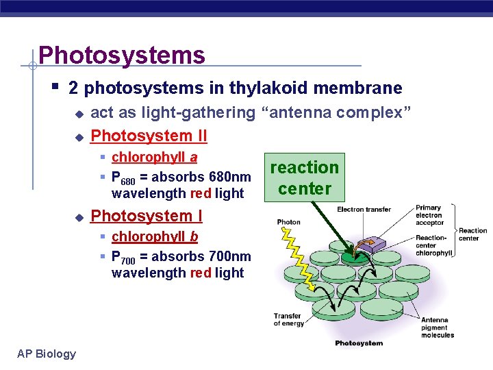 Photosynthesis Life from Light AP Biology How are