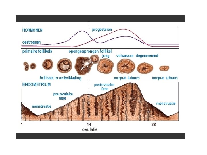 Hormonen voortplanting Wat Signaalstoffen in je bloed tussen