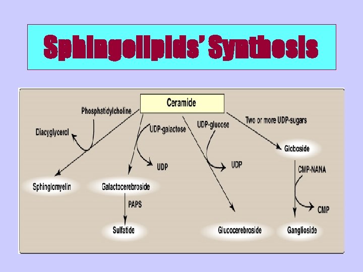 Sphingolipids and Myelin Structure By Amr S Moustafa