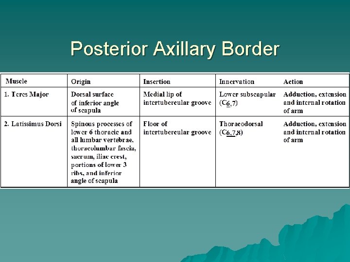 Lecture 2 Axilla Shoulder Brachial Plexus Axilla Anterior