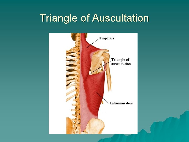 Lecture 2 Axilla Shoulder Brachial Plexus Axilla Anterior