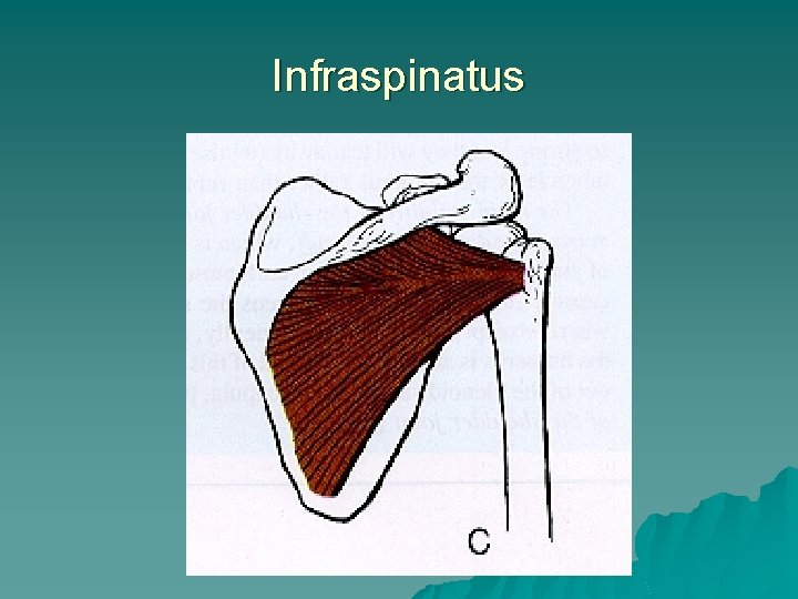 Lecture 2 Axilla Shoulder Brachial Plexus Axilla Anterior