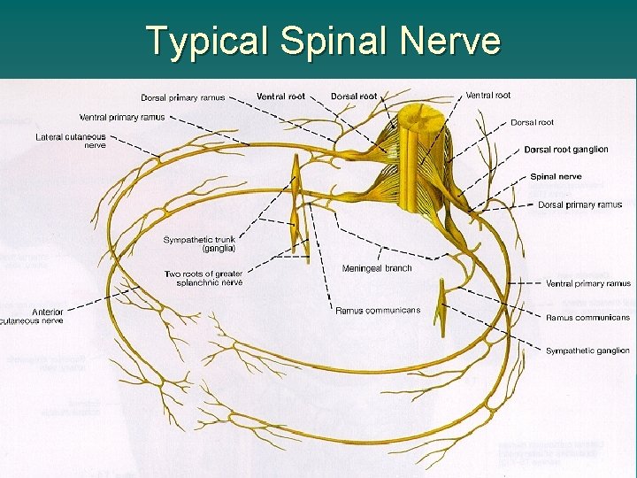 Lecture 2 Axilla Shoulder Brachial Plexus Axilla Anterior