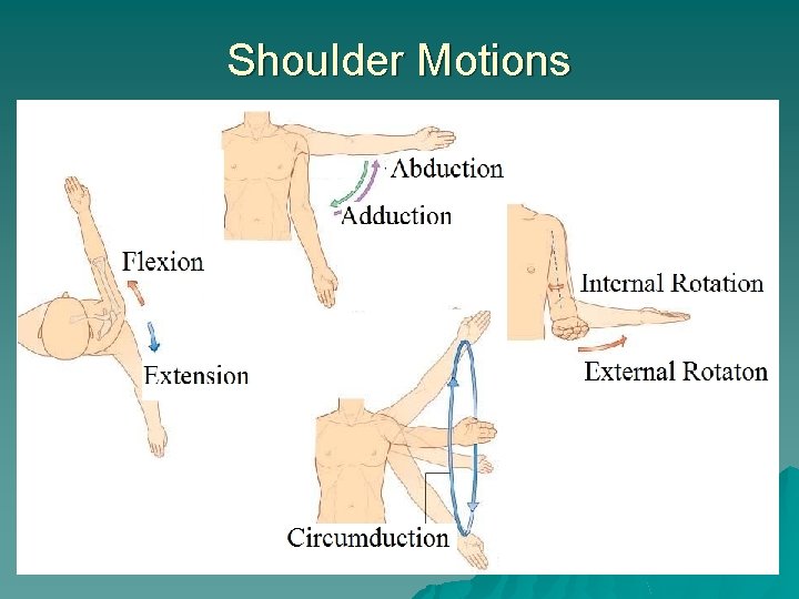 Lecture 2 Axilla Shoulder Brachial Plexus Axilla Anterior
