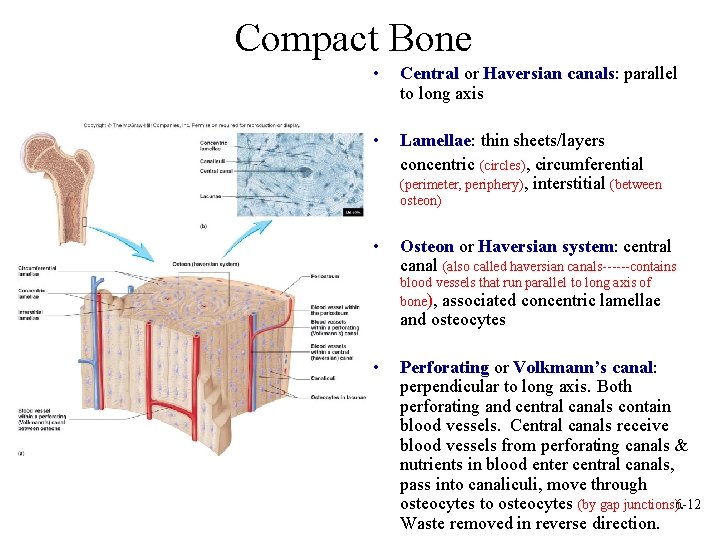 Chapter 6 Skeletal System Bones and Bone Tissue