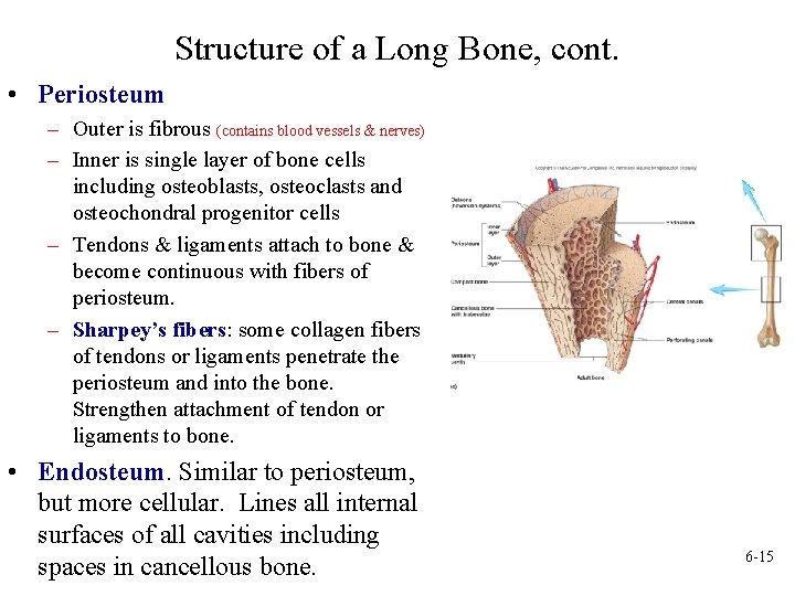 Chapter 6 Skeletal System Bones and Bone Tissue