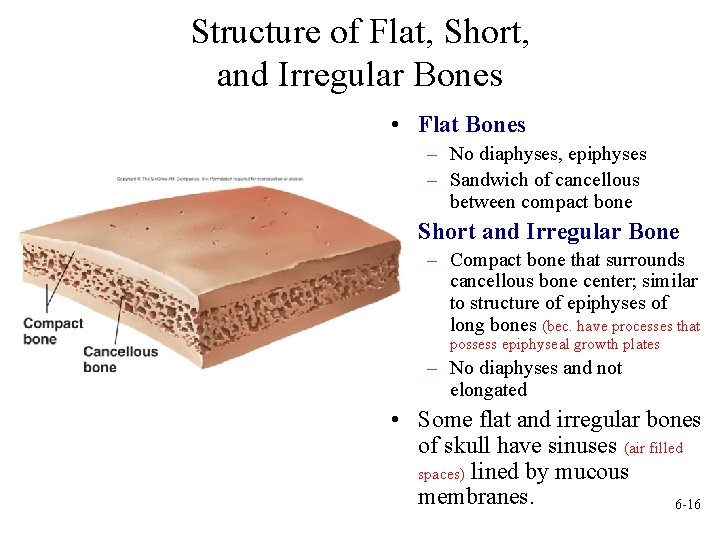 Chapter 6 Skeletal System Bones and Bone Tissue