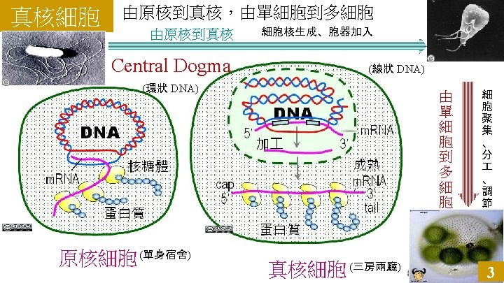 DNA DNA Alberts et al 2002 Molecular Biology