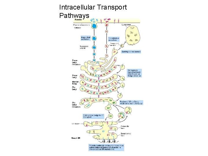 The Secretory Pathway Classic Experiments ER Translocation Membrane