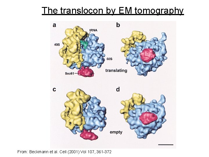 The Secretory Pathway Classic Experiments ER Translocation Membrane