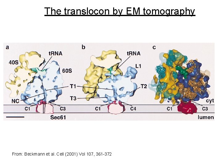 The Secretory Pathway Classic Experiments ER Translocation Membrane