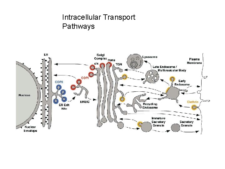 The Secretory Pathway Classic Experiments ER Translocation Membrane