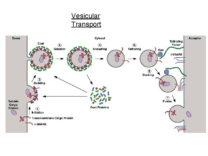The Secretory Pathway Classic Experiments ER Translocation Membrane