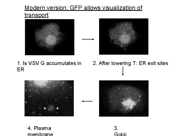 The Secretory Pathway Classic Experiments ER Translocation Membrane