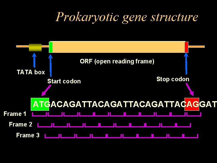 Gene Prediction Methods G P S Raghava Prokaryotic