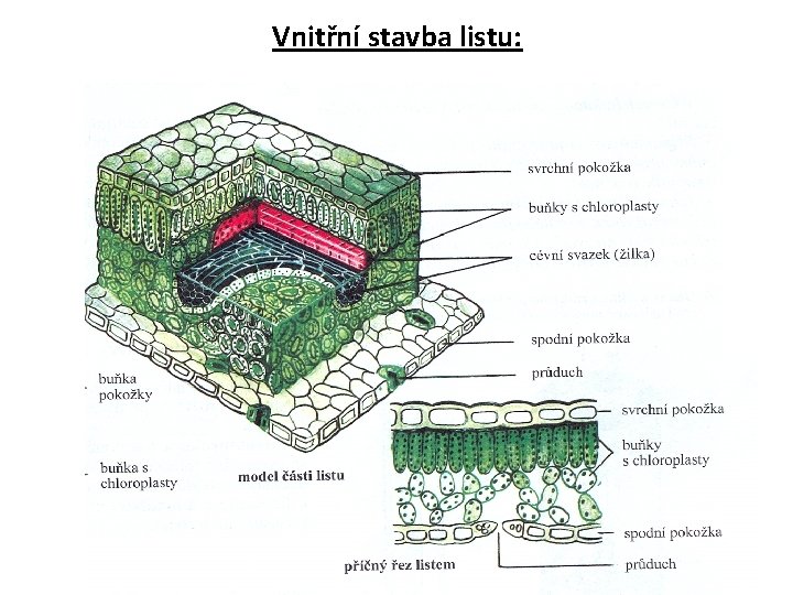 Zkladn kola a Matesk kola Choustnk okres Tbor