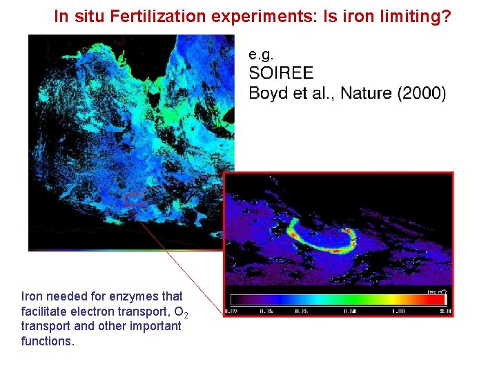 Iron and Biogeochemical Cycles Redfield Ratio C N