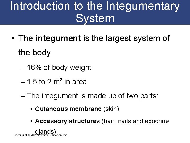 Chapter 5 The Integumentary System Power Point Lecture