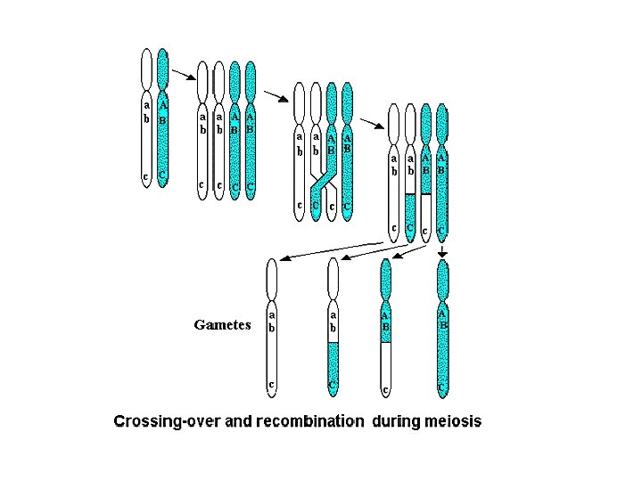 AN INTRODUCTION TO RECOMBINATION AND LINKAGE ANALYSIS Mary