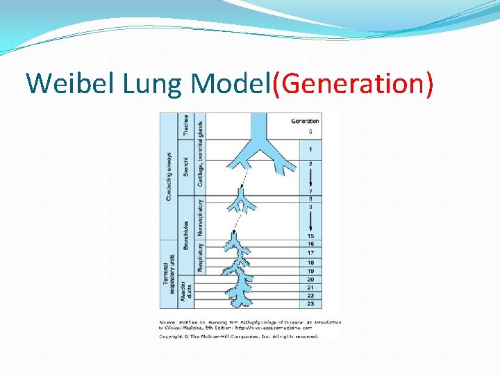 Respiratory System Dr Archna Ghildiyal Associate Professor Department