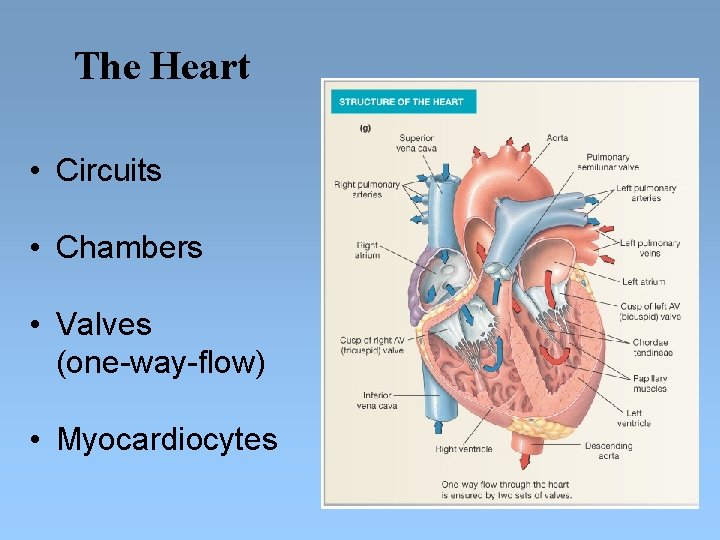 The Heart Circuits Chambers Valves onewayflow Myocardiocytes Volumes