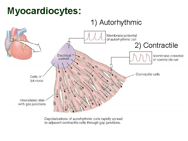 The Heart Circuits Chambers Valves onewayflow Myocardiocytes Volumes