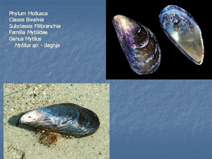 Makroskopski preparati Bivalvia i Gastropoda Phylum Mollusca Classis