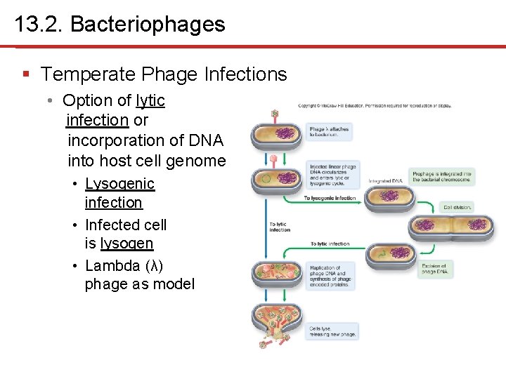 Chapter 13 Lecture Outline See separate Power Point
