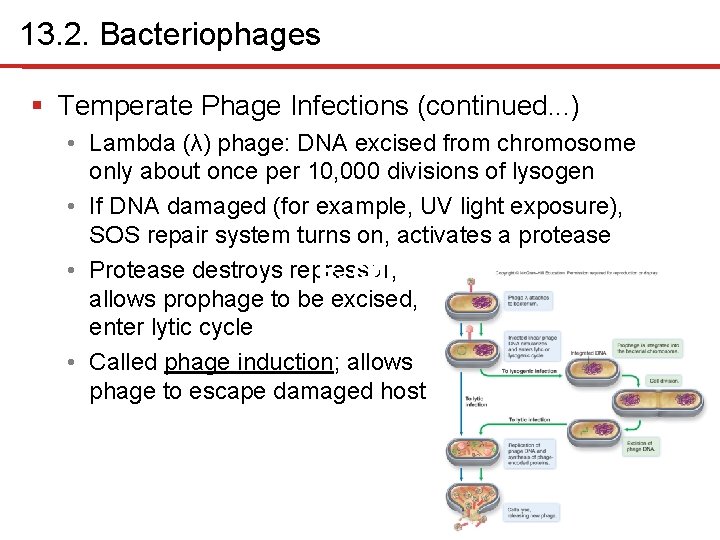 Chapter 13 Lecture Outline See separate Power Point