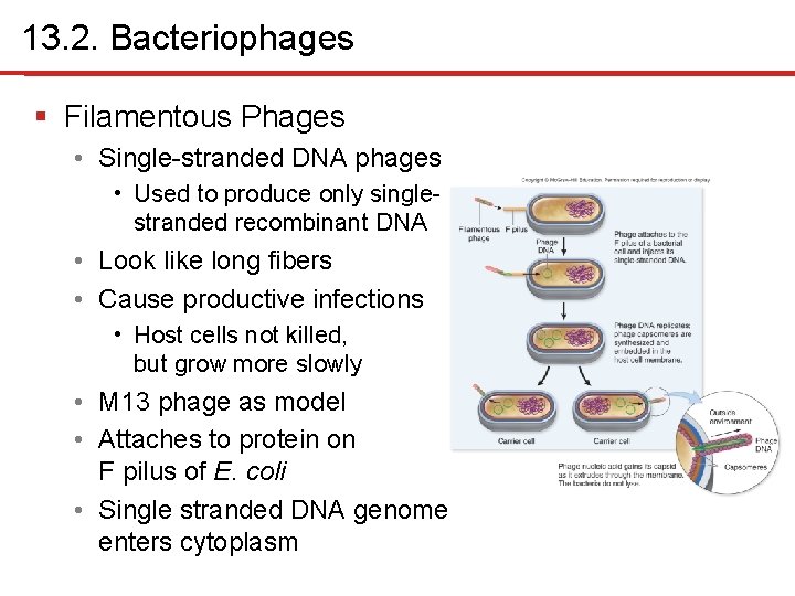 Chapter 13 Lecture Outline See separate Power Point