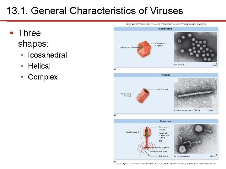 Chapter 13 Lecture Outline See separate Power Point