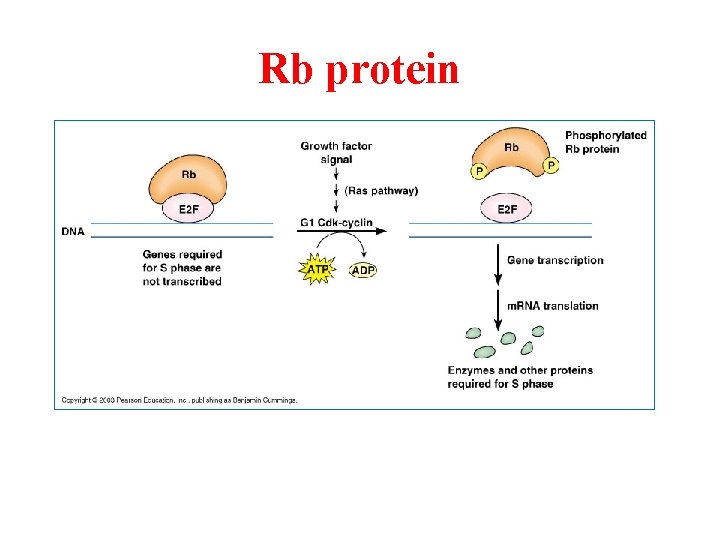 Chromosomes structure and Cell cycle Genetic Material in