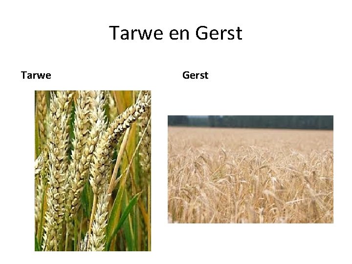Maaidorser Waar komt het graan vandaan Nederland Kleine