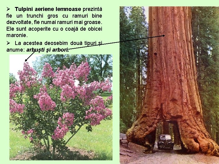 Organele plantei Tulpina alctuire i funcii Prof Pop