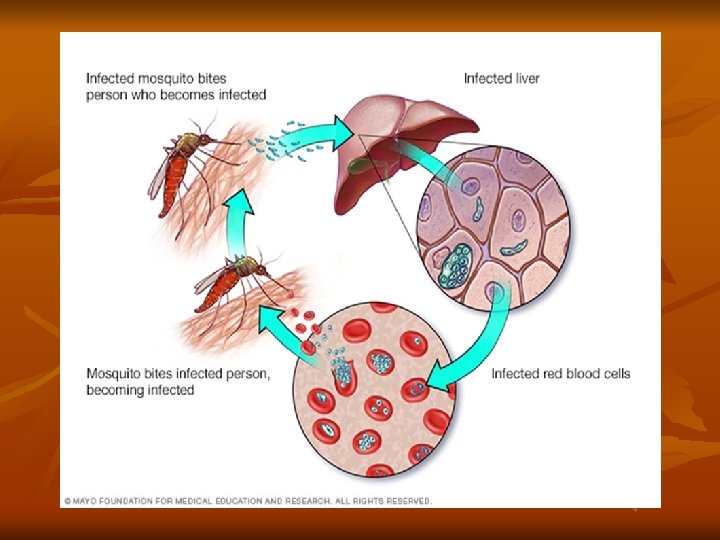 Class Sporozoa Protozoan parasites characterized by the production