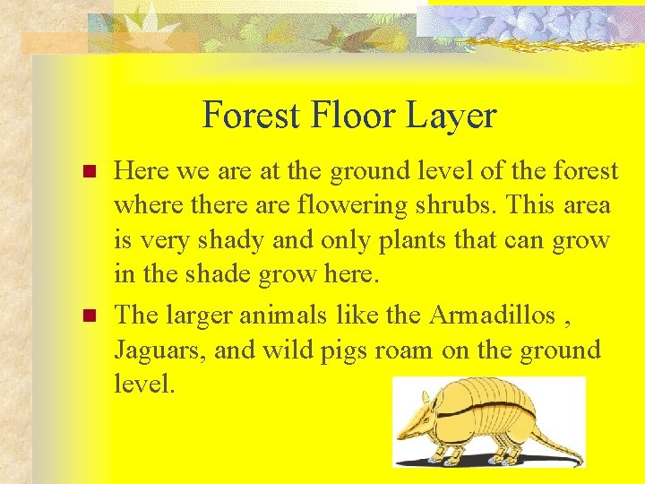 Layers of the Rain Forrest Write On Grade
