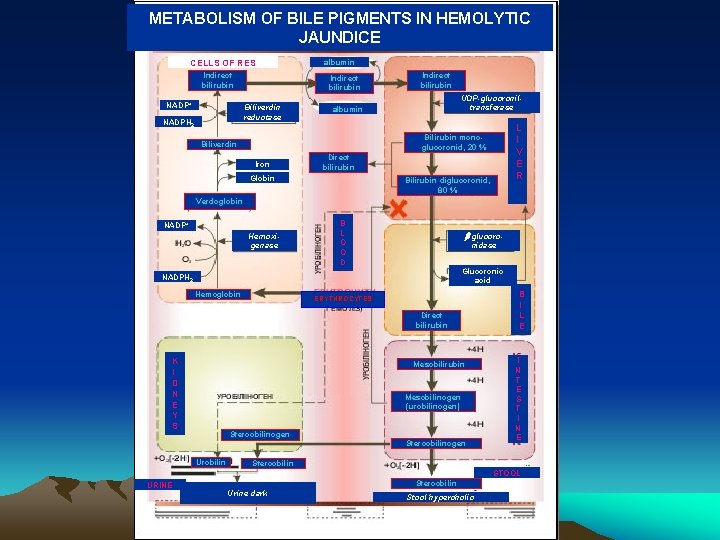 Functional and screening tests in gastroenterology NORMAL METABOLISM