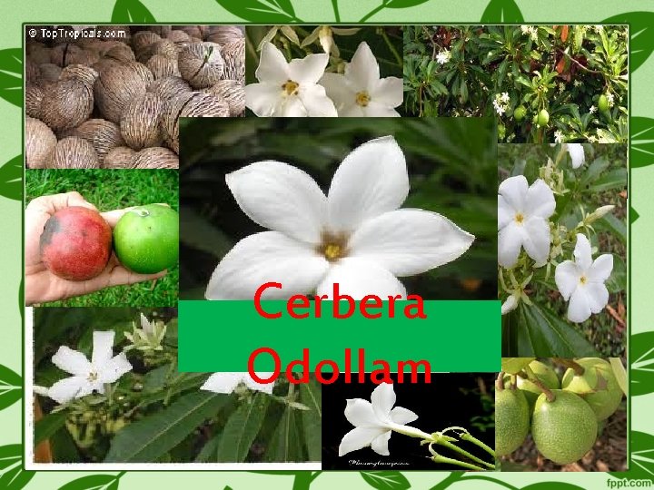 Cerbera Odollam a k a Suicide Tree Plant